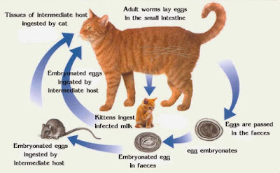 Bahas Lengkap Mengenai Kucing Cacingan