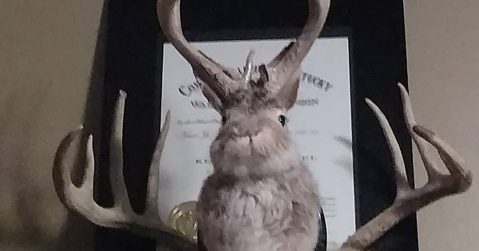 MOUNTAINSTORIES.NET: Rare Jackalope