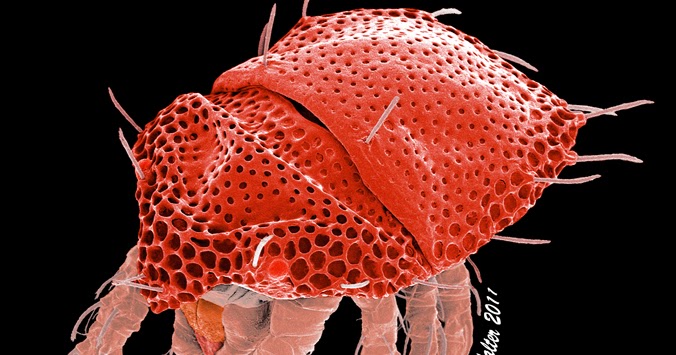 Variety of Life: Eustigmaeus