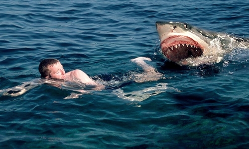 Losing Arm Due Bitten Woman Surfer Sharks Not Make It Hopelessness Prestigeholics