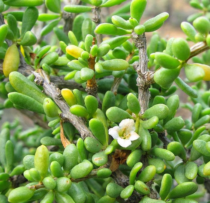 Esperance Wildflowers: Lycium australe - Australian Boxthorn