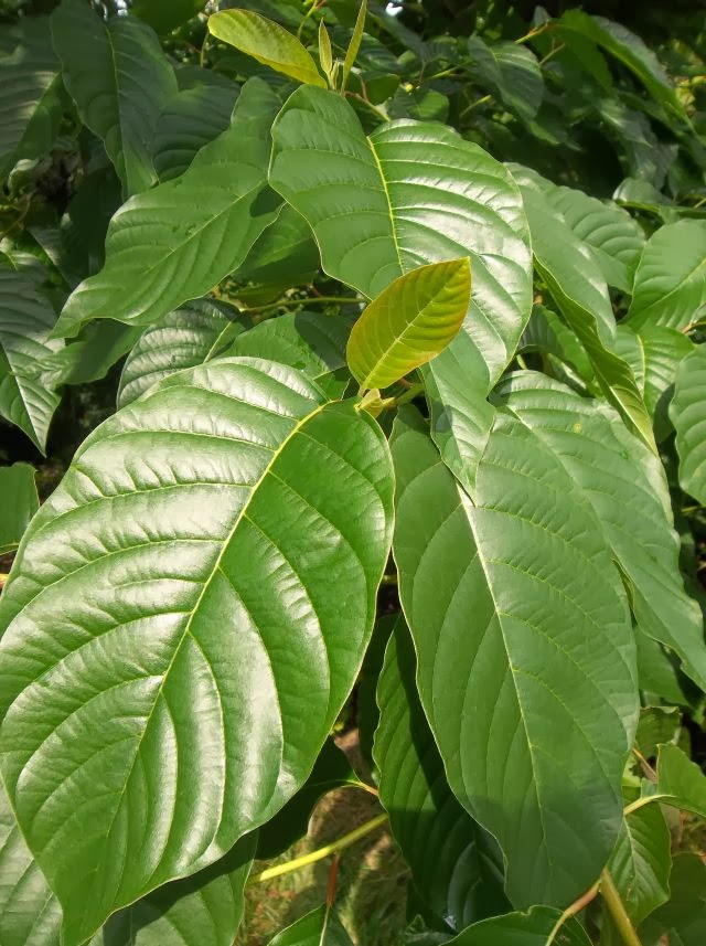 Future Plants by Randy Stewart: Happiness Tree