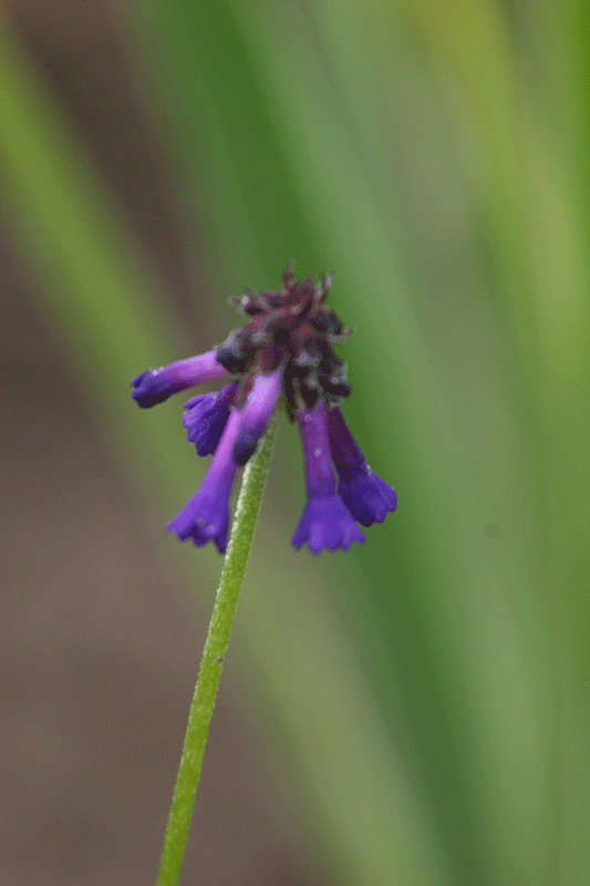 My rented garden: Njuter, blundar och väntar