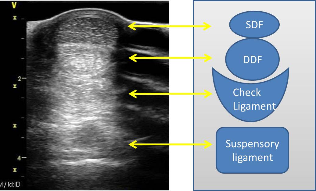 Michael Porter, Equine Veterinarian: Proximal Suspensory Desmitis in a ...