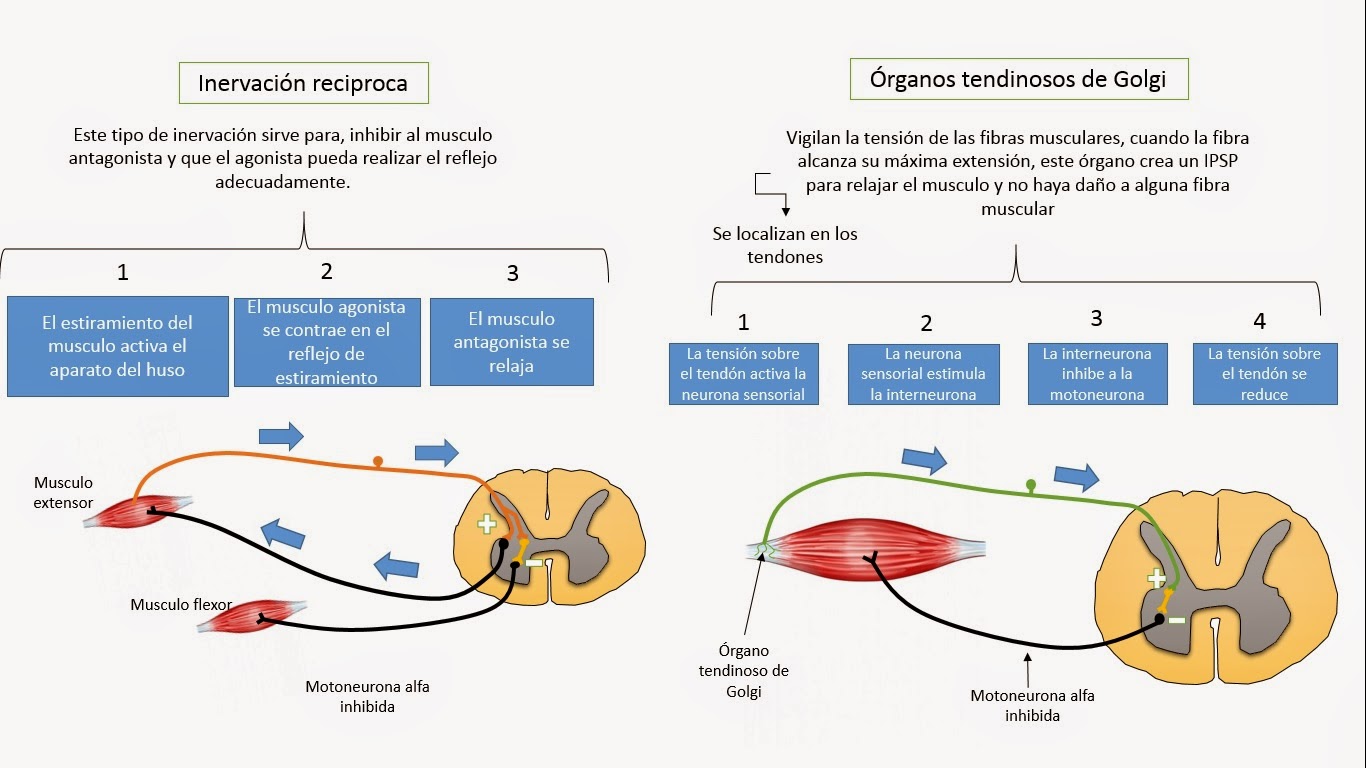 Fisiologia humana: Teoría del acoplamiento y reflejos
