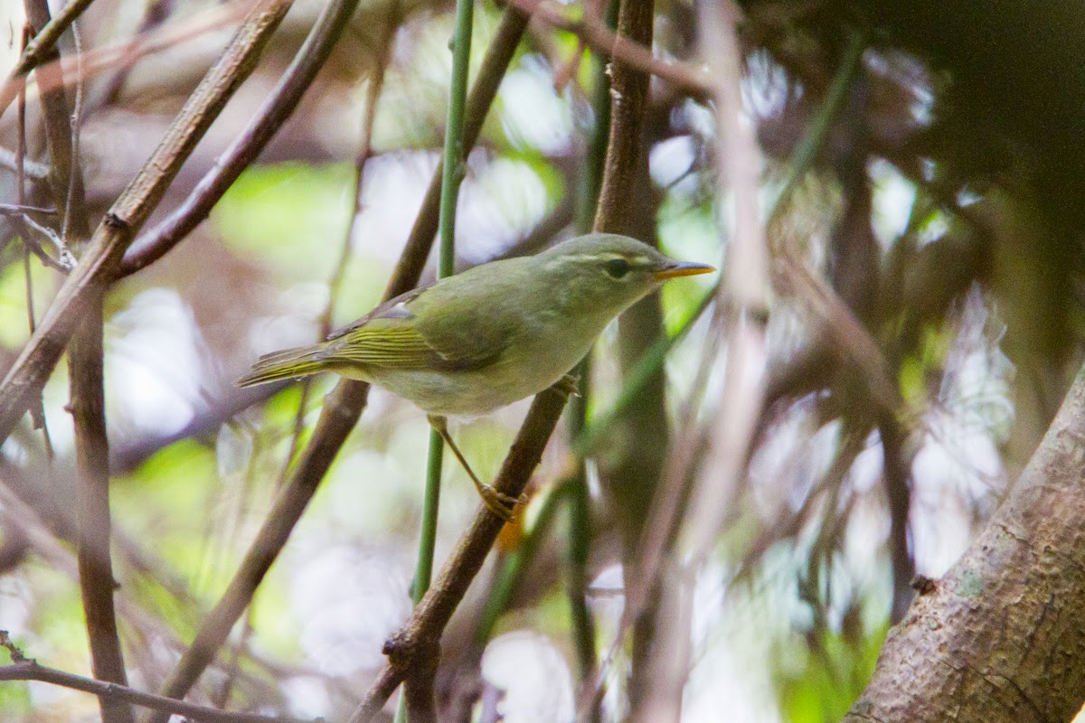 As The Crow Flies - a Hong Kong Birding Blog: New Tick: Ijima's Leaf ...