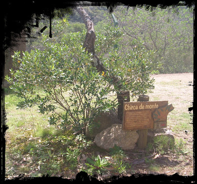 FLORA Y FAUNA AUTÓCTONA DE LA ZONA OESTE: CHIRCA DE MONTE (DODONAEA ...