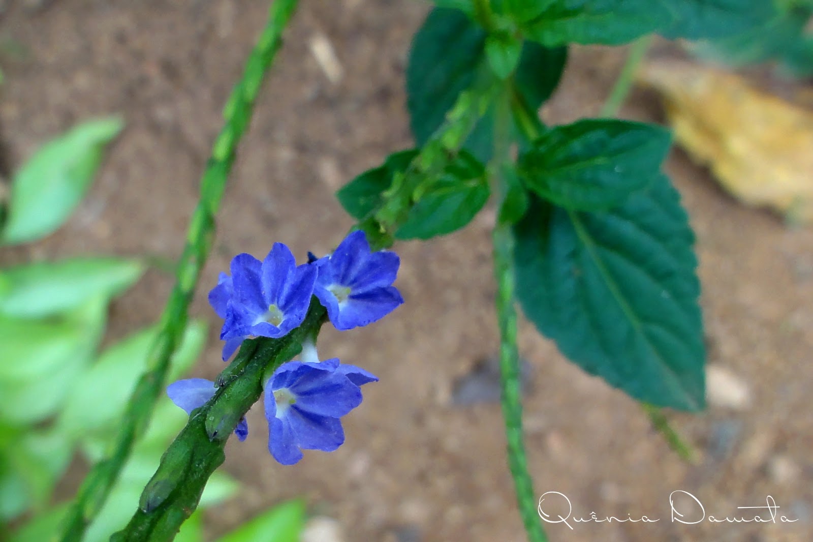 Gervão | Fotos do Cerrado...