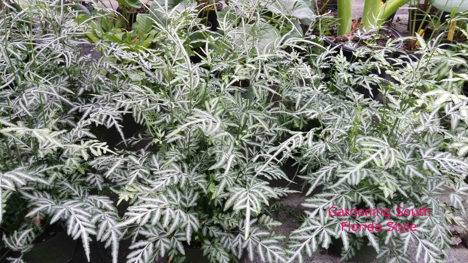 Gardening South Florida Style: Ground Covers South Florida Style v.III