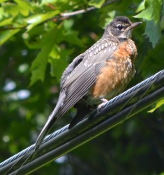 Bird of the Day: American Robin