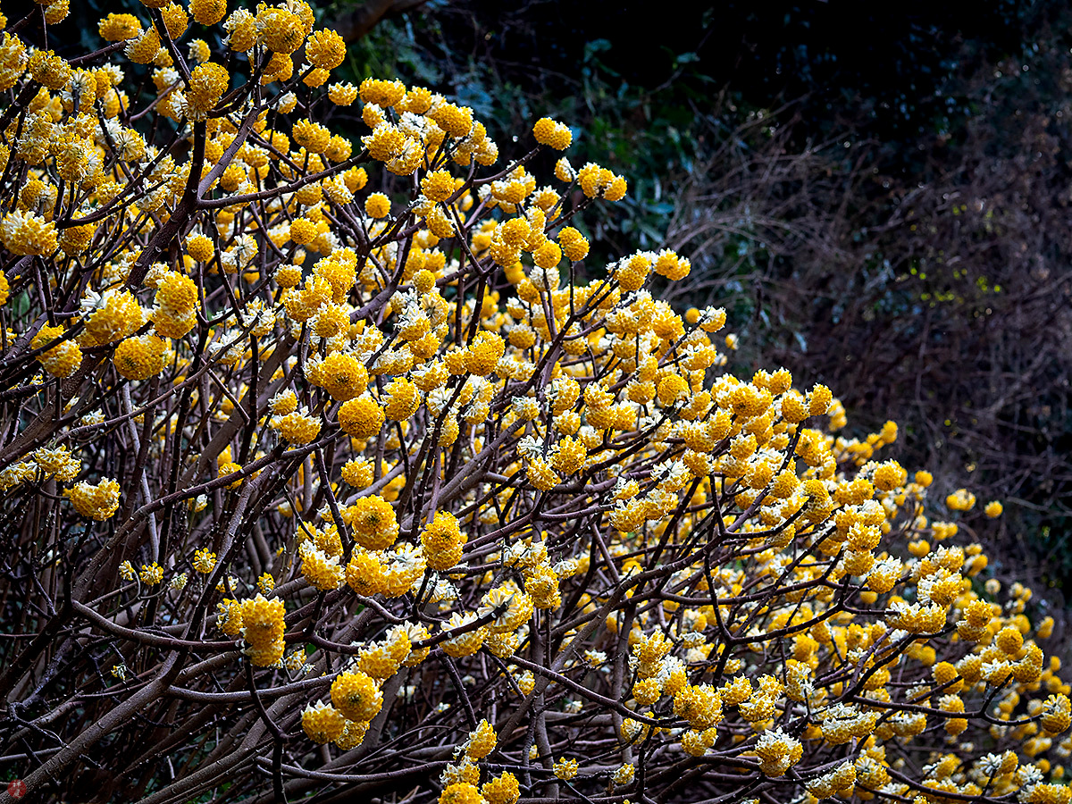 FROM THE GARDEN OF ZEN: March 2019