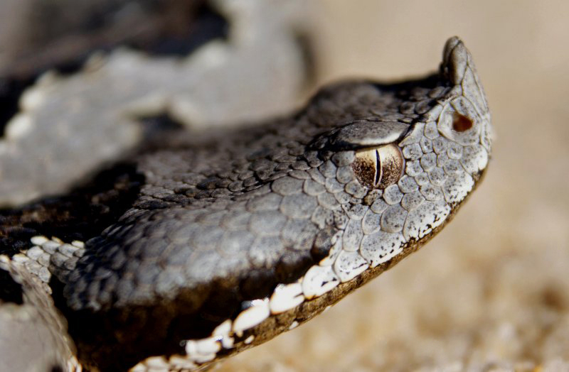 clube de montanhismo de braga: VÍBORAS DO PARQUE NACIONAL DA PENEDA GERÊS