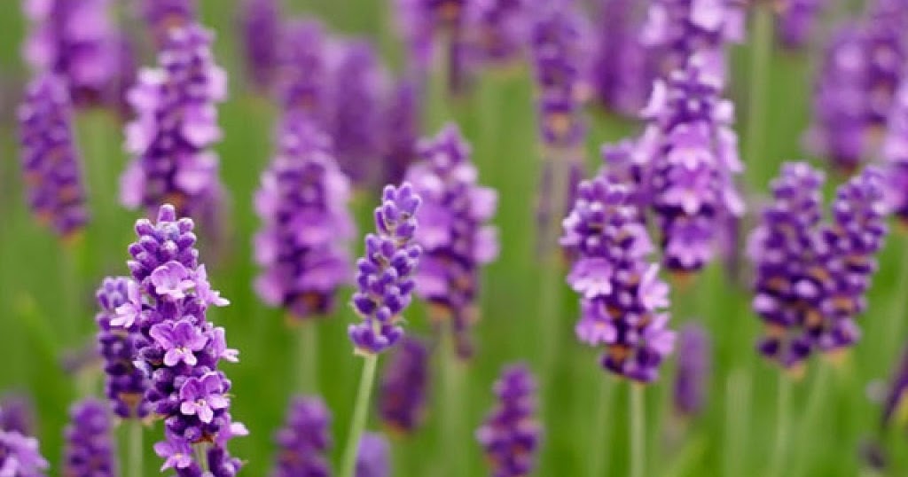 Noor Canal Espiritual : LA LAVANDA - PROPIEDADES TERAPEUTICAS Y MÁGICAS