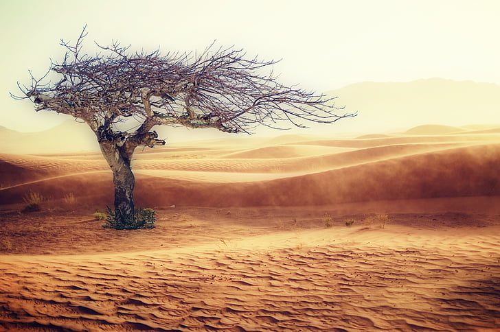 Sights and Insights: THE DESERTED TREE