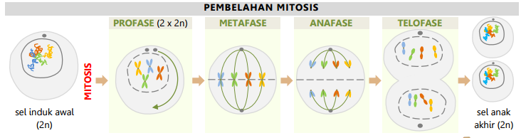 Pengertian Proses dan Tahap Pembelahan Sel Secara Miosis dan Mitosis ...