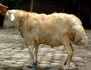 Kambing dan Domba: Jenis -j enis Domba