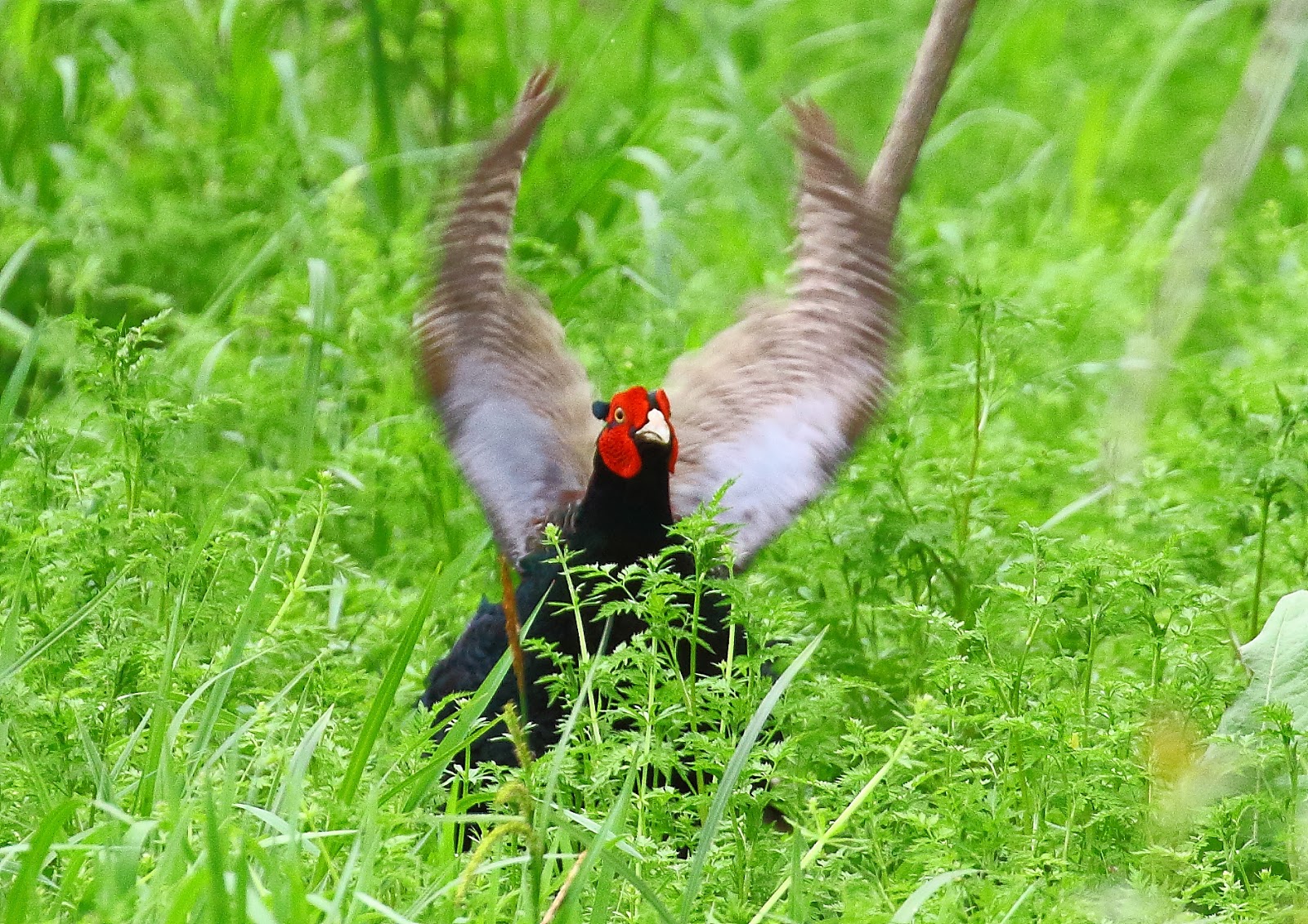 〓Zipang_Club Hirakata Diary Blog: 2017/04/18 淀川河川敷枚方地区の野鳥撮影 コジュケイ ...