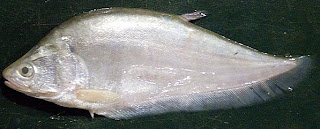 Bangladesh Development Studies: Freshwater Fish of Bangladesh