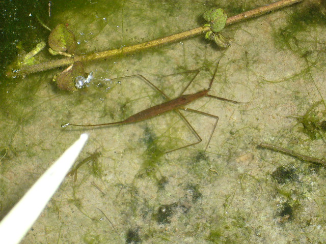 BIOTOPIA-VNT: TÆGER