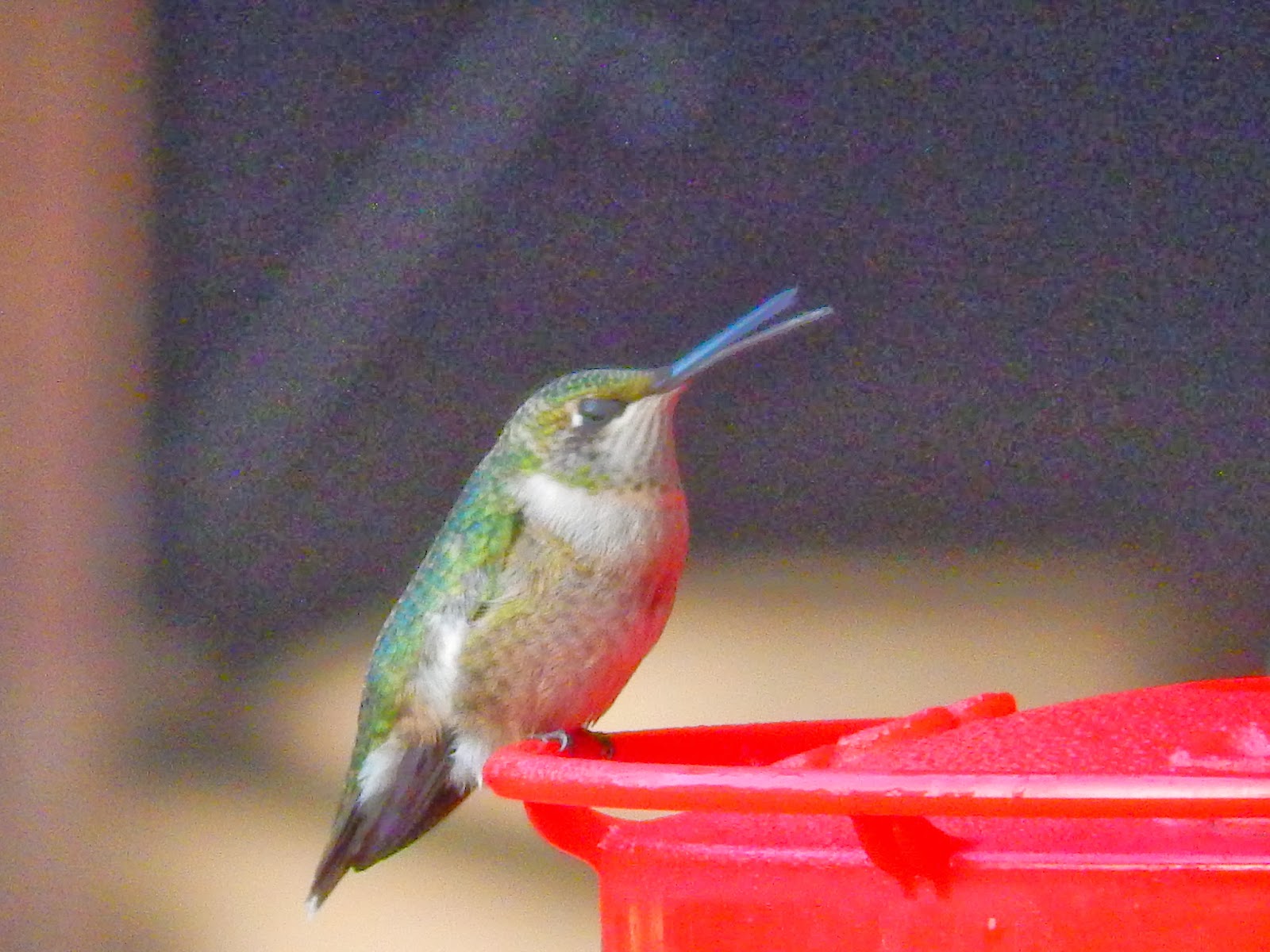 Paper Cut Screams: A Hummingbird's Beak & Tongue