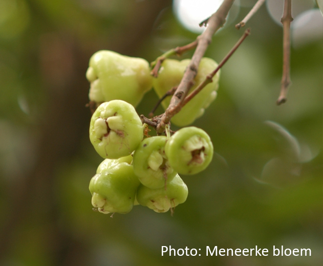 Tumbuhan Cengkeh: Klasifikasi, Ciri-ciri, Manfaat, dan Kandungan ...