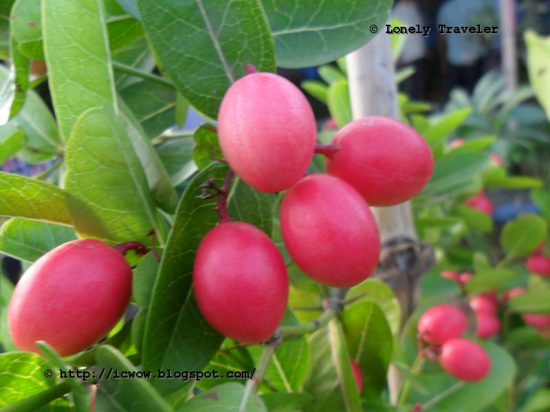 Koromcha(করমচা) - Carissa macrocarpa