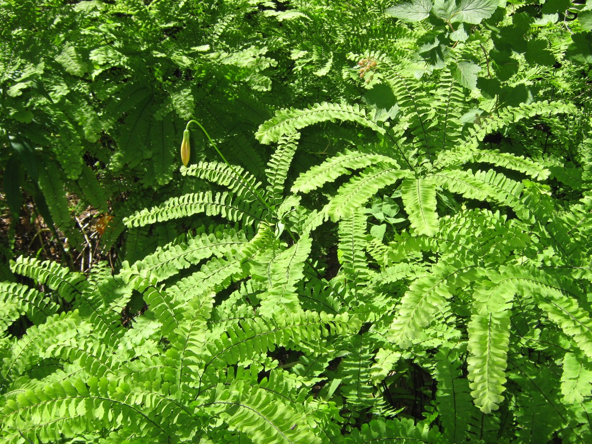 Making a Ceremonial Basket Cap: Gathering Black Fern