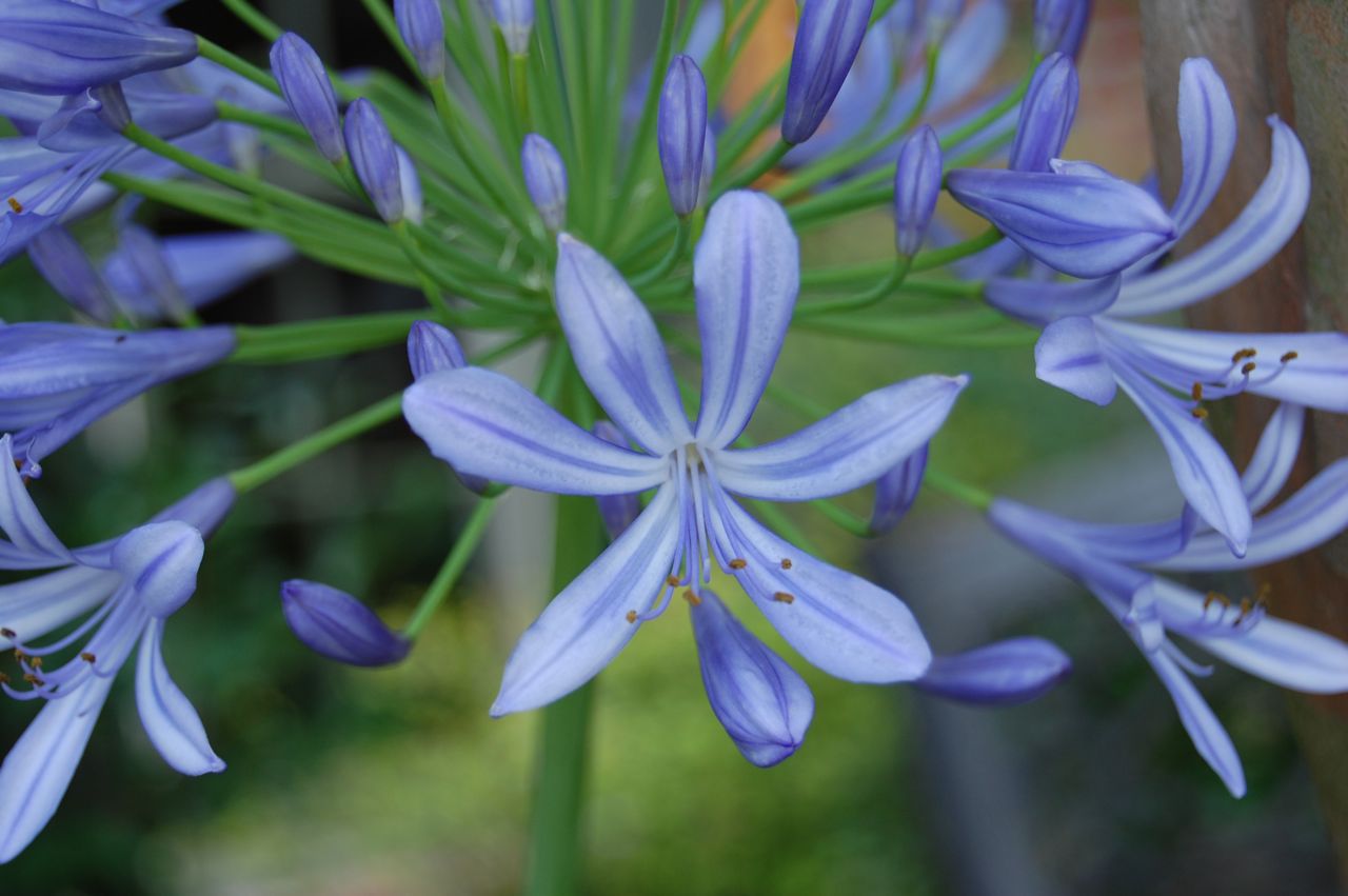 Jeannie's Fairy Rose Louisiana Garden: Lily of The Nile