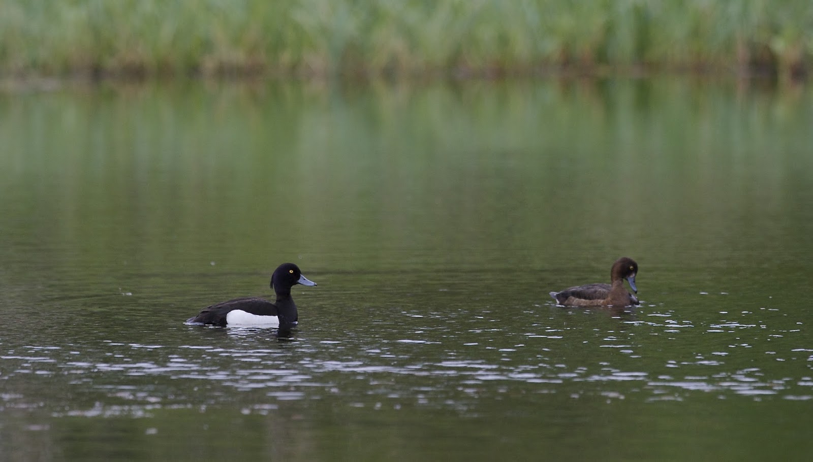 Naturfoto Einar Hugnes: Ved Ånnsjön og i Vålådalen