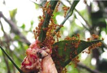 Memelihara sarang semut rangrang baru ~ Budidaya Semut Rangrang