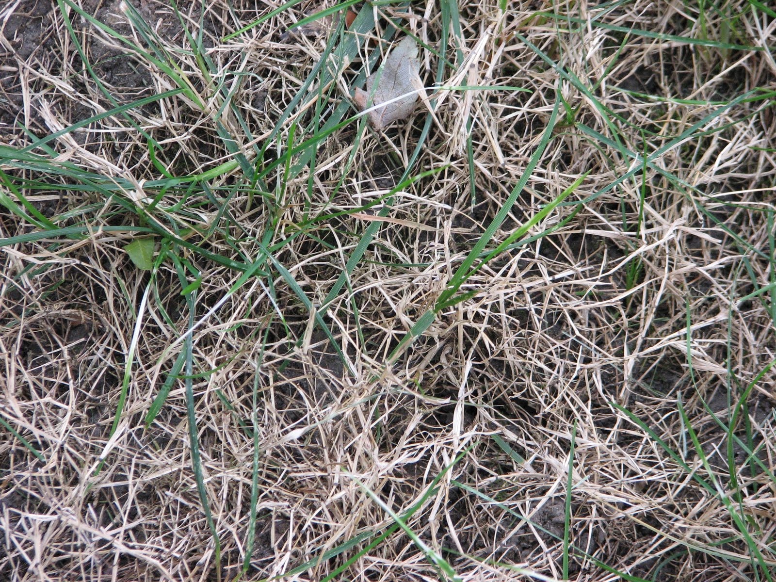 iaTURF: RICHARD JAURON'S NIMBLEWILL EXPERIMENT