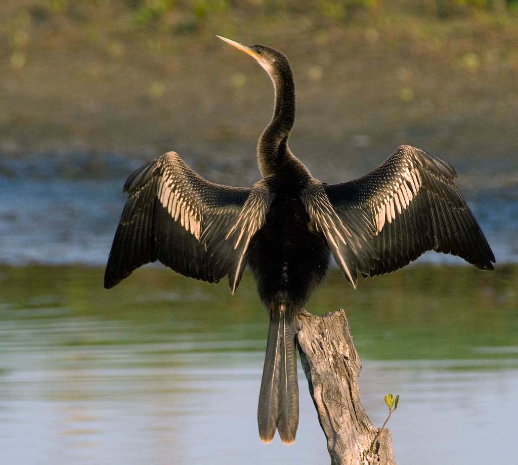 Anhingidae The adult male Australian darter ~ Worlds Amazing Birds