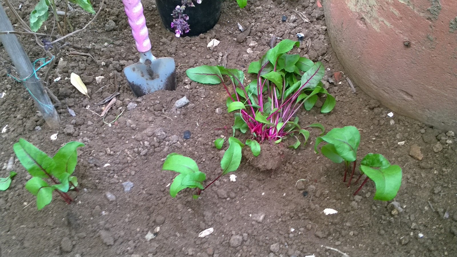 How To Start Beet Indoors