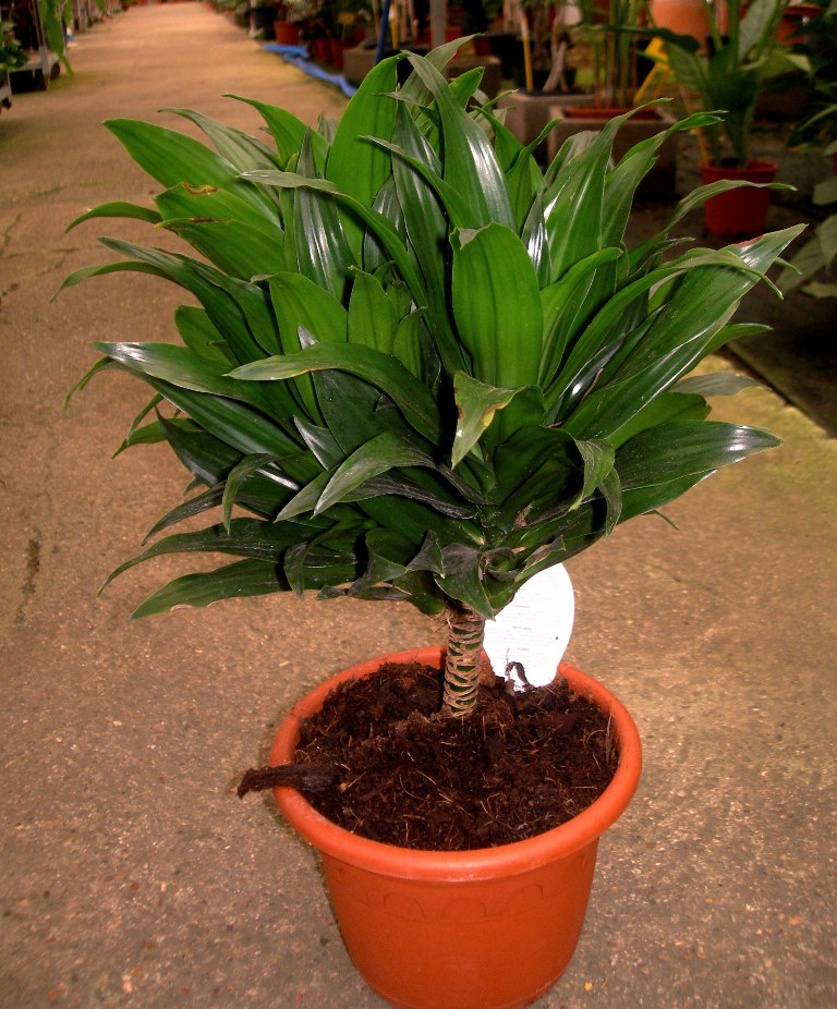 Viveros Vangarden: Dracena compacta