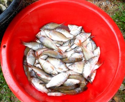 Terengganu My Heritage: Makan Ikan 'darat' @ ikan sungai musim banjir ...