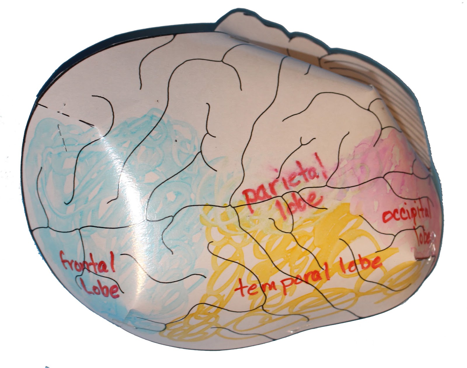 Wendy's Bookworks: Interactive Brain Hat: Wear It - Label It - Display It