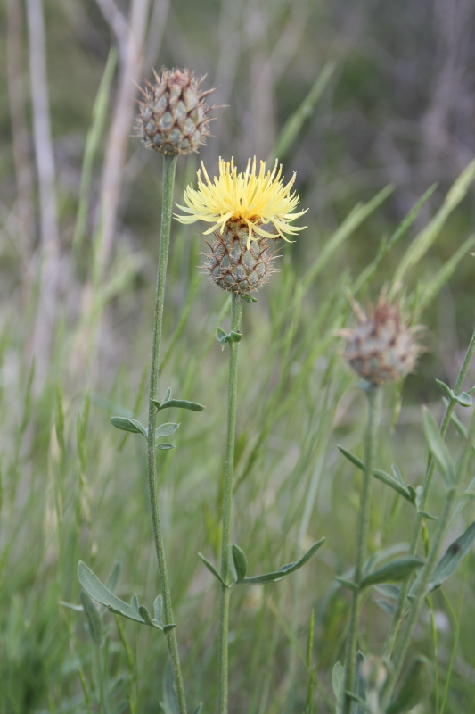 Les plantes de Torrelles: Centaurea collina