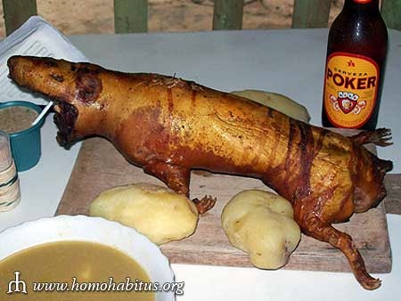 COMIDAS TIPICAS DEL CAUCA: EL CURI NO ES SOLO DE NARIÑO, ES DEL CAUCA ...