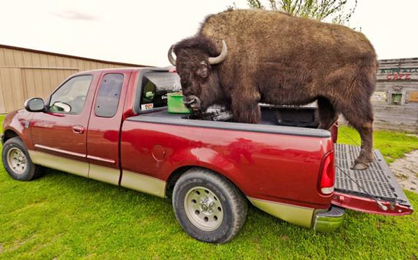 Awesome Pet Bison at home throughout Colorado