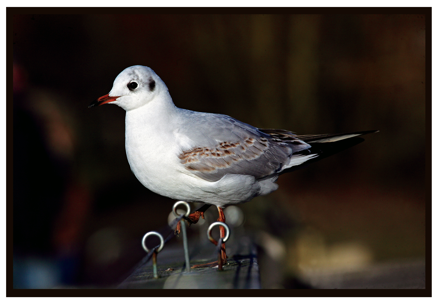 The Gray Gallery / Nature through the lens: Little Gull (Larus minutus)