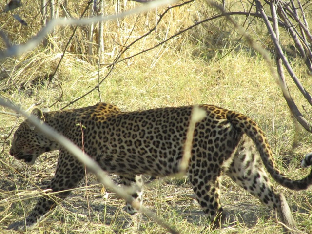 MUDDY HYENA: out and about around town