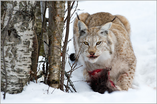 TOM DYRING WILDPHOTO / NN: KONTROLLERTE GAUPER
