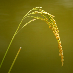 WARTA - WIRTI: Seperti Ilmu Padi, Semakin Berisi Semakin Merunduk