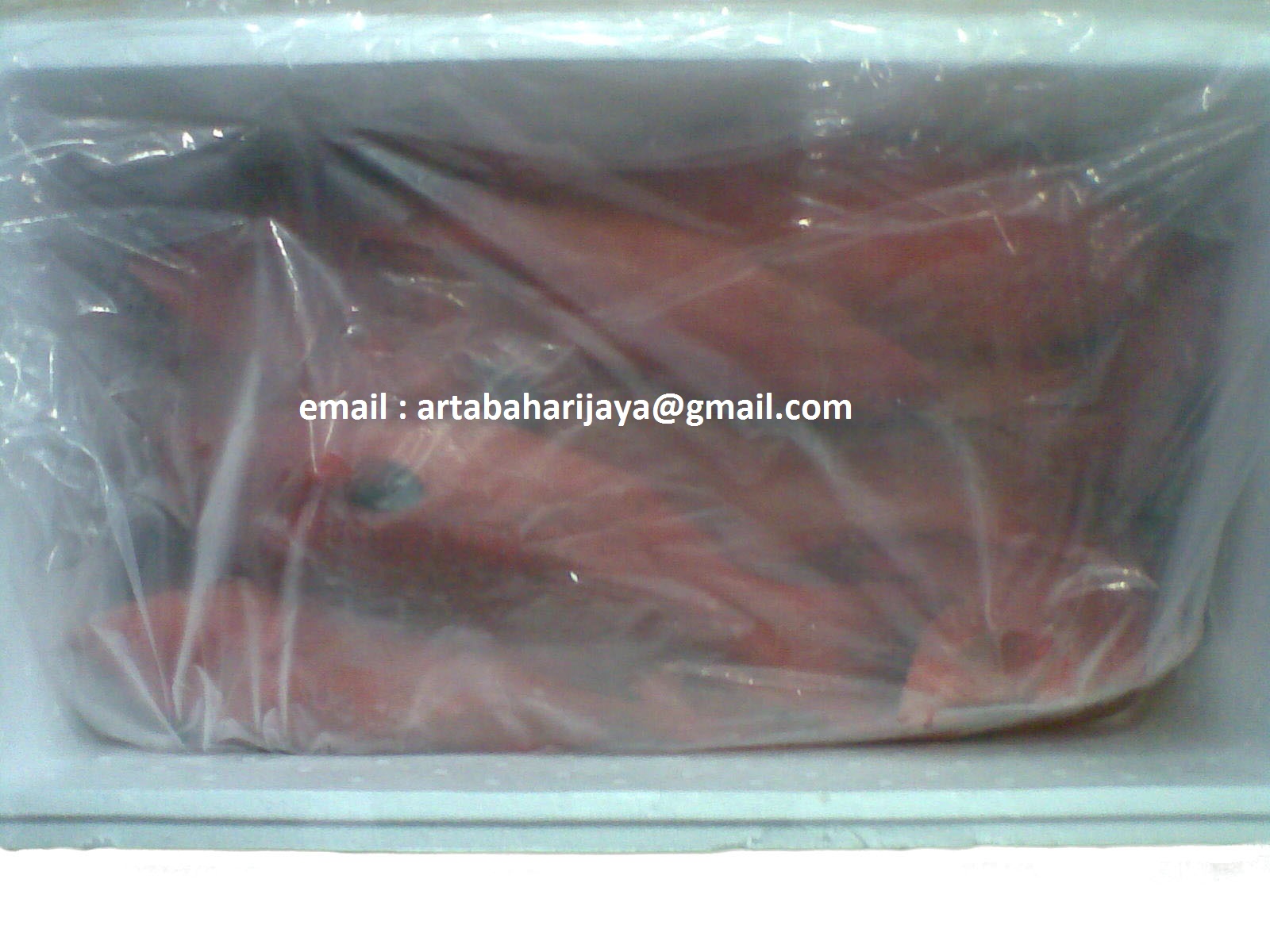 IKAN EXPOR: PACKING IKAN KIRIM PESAWAT CARGO