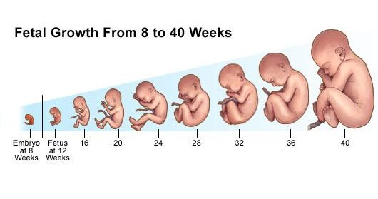 Tahapan Perkembangan Janin di Dalam Rahim Ibu - Biologi Edukasi ...