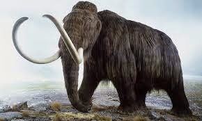 IlRegnodeiFossili: IL MAMMUT, UN GRANDE MAMMIFERO ESTINTO OLTRE 3.500 ...