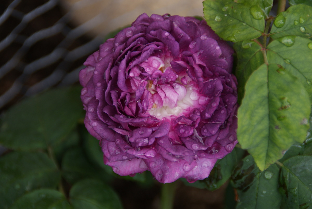 Organic Garden Dreams: May Roses