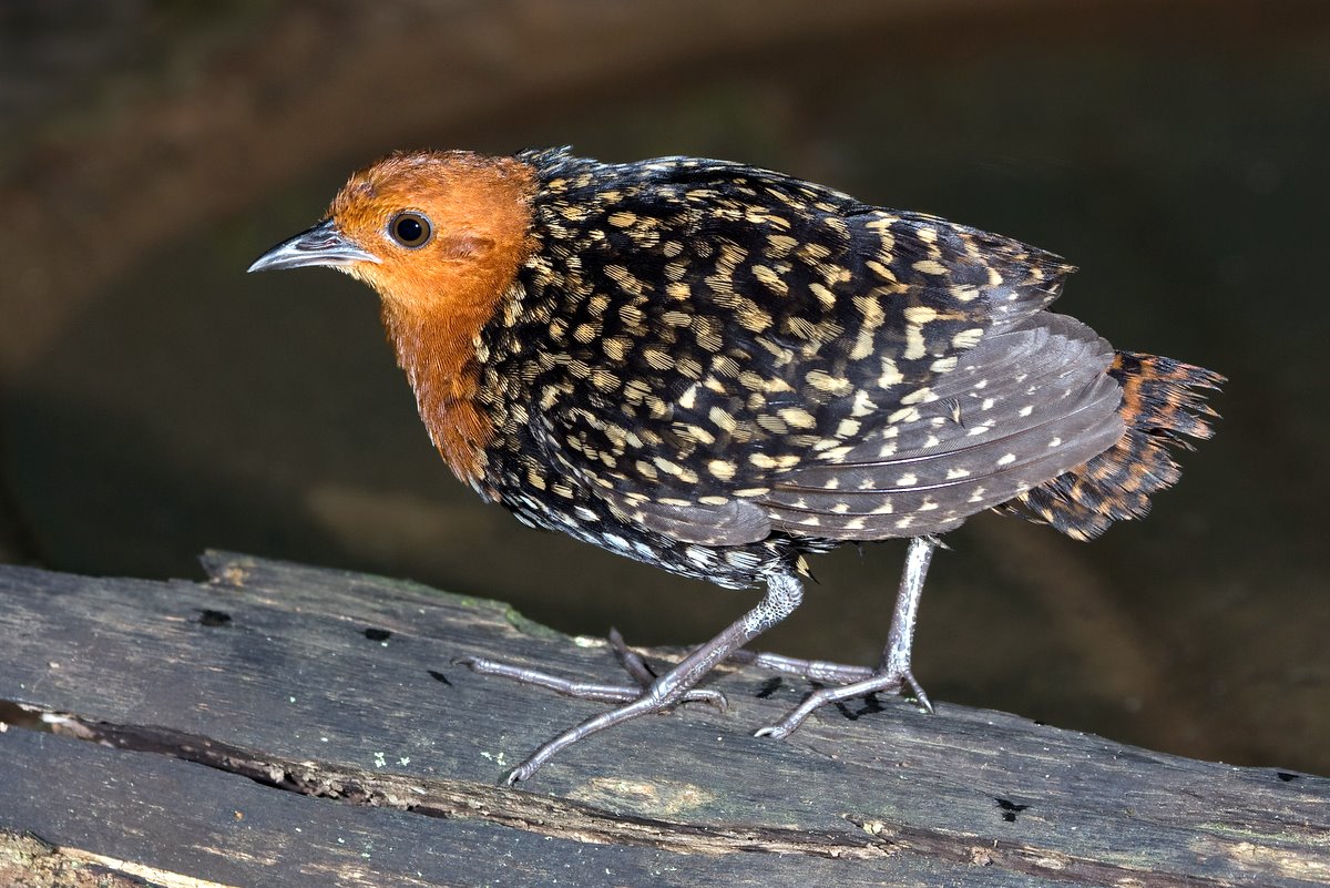 Rockjumper - Worldwide Birding Adventures: Hugh Chittenden honoured for ...