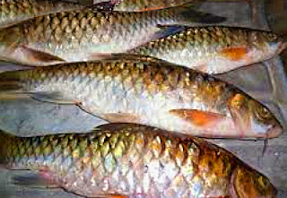 Ikan Semah, Makanan Raja-raja Borneo