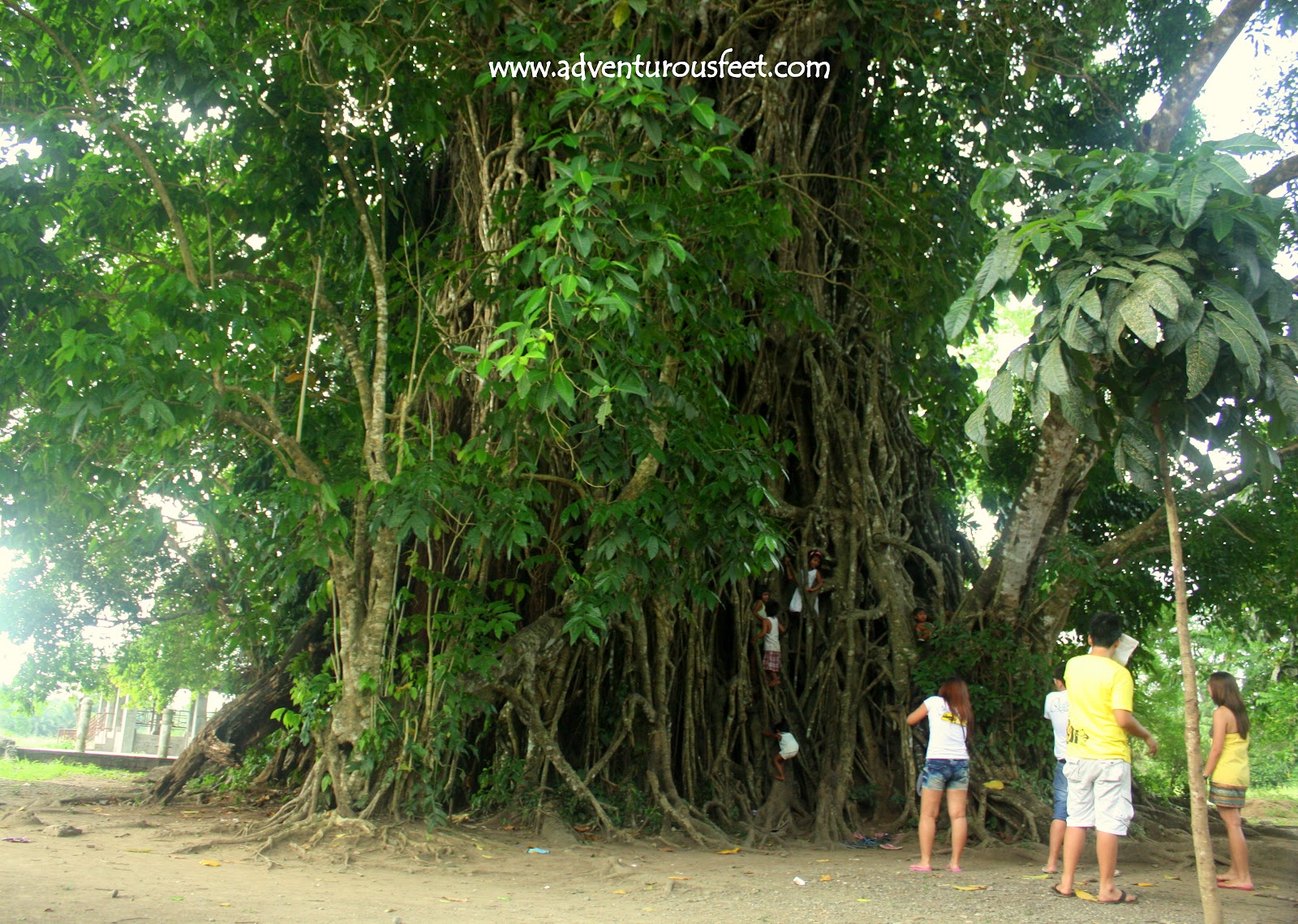Adventurous Feet: Part5: Baler, Aurora Day 2 - Rolling Store and Balete ...